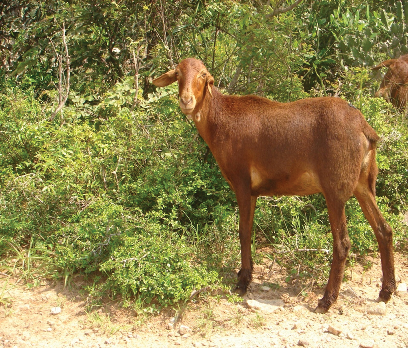 Characterization of Madras Red sheep in their breeding tract | Animal ...