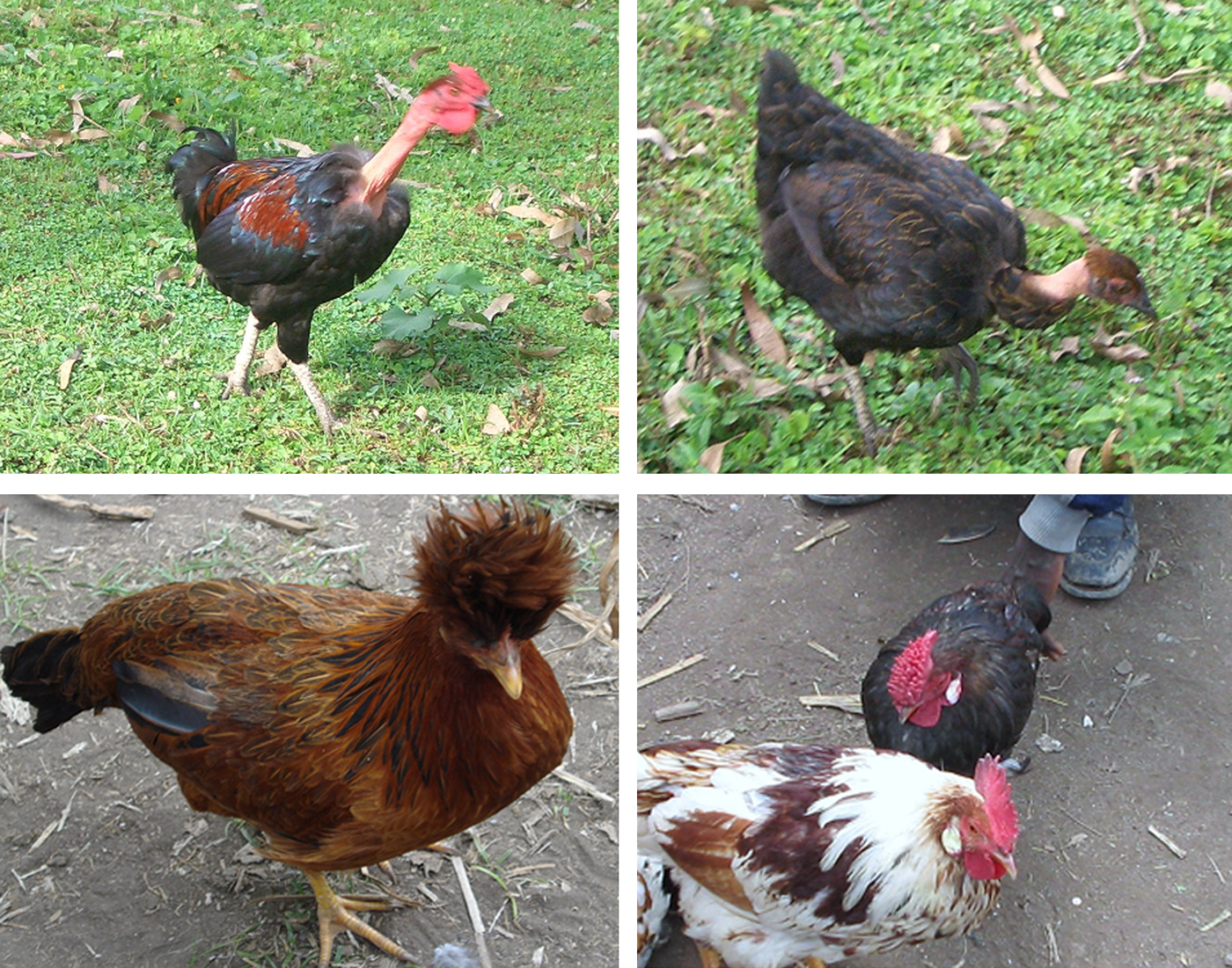Phenotypic and morphological characterization of indigenous chicken ...