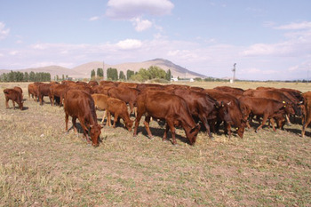 The domestic livestock resources of Turkey: cattle local breeds and ...