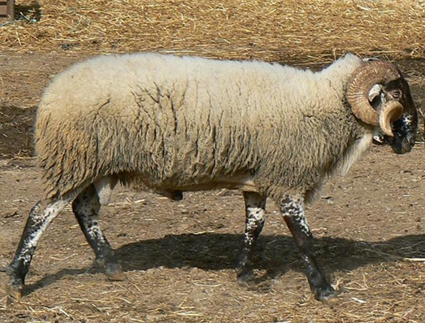 Morphological analysis and subpopulation characterization of Ripollesa ...