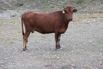 The domestic livestock resources of Turkey: cattle local breeds and ...