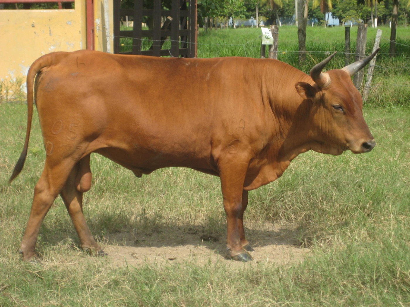 El ganado criollo colombiano Costeño con Cuernos (CCC) | Animal Genetic ...