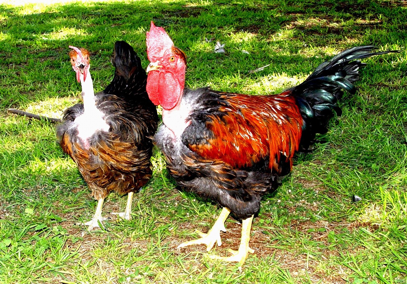 Egg production potentials of certain indigenous chicken breeds from ...