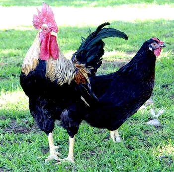 Egg production potentials of certain indigenous chicken breeds from ...