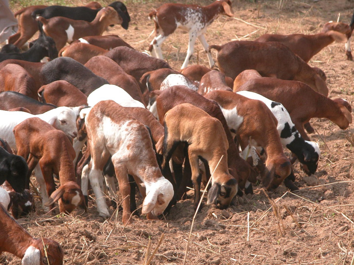 Morphological and genetic characterization of Ganjam sheep | Animal ...