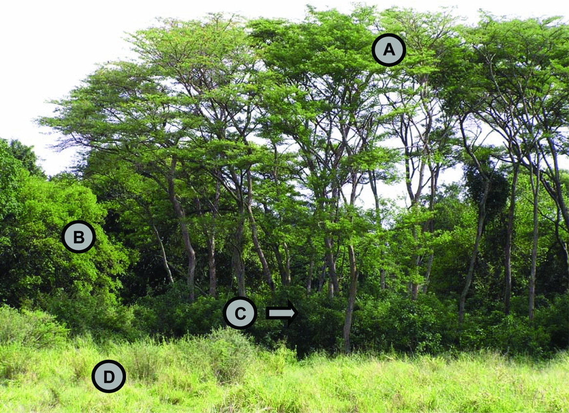The savanna tree Acacia polyacantha facilitates the establishment of ...