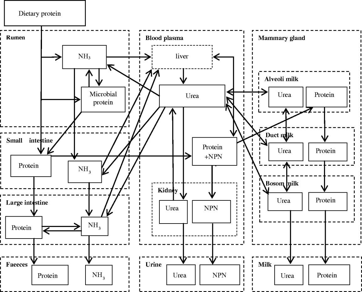 A review of factors influencing milk urea concentration and its ...