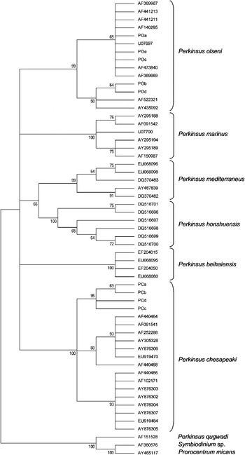 One Perkinsus species may hide another: characterization of Perkinsus ...