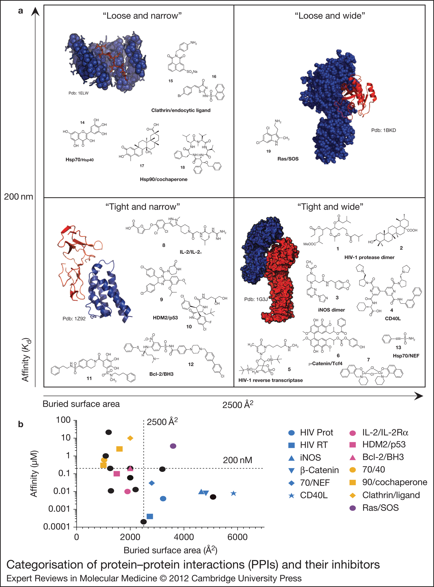 Features of protein–protein interactions that translate into potent ...