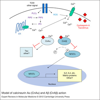 Calcineurin inhibitors and immunosuppression – a tale of two isoforms ...