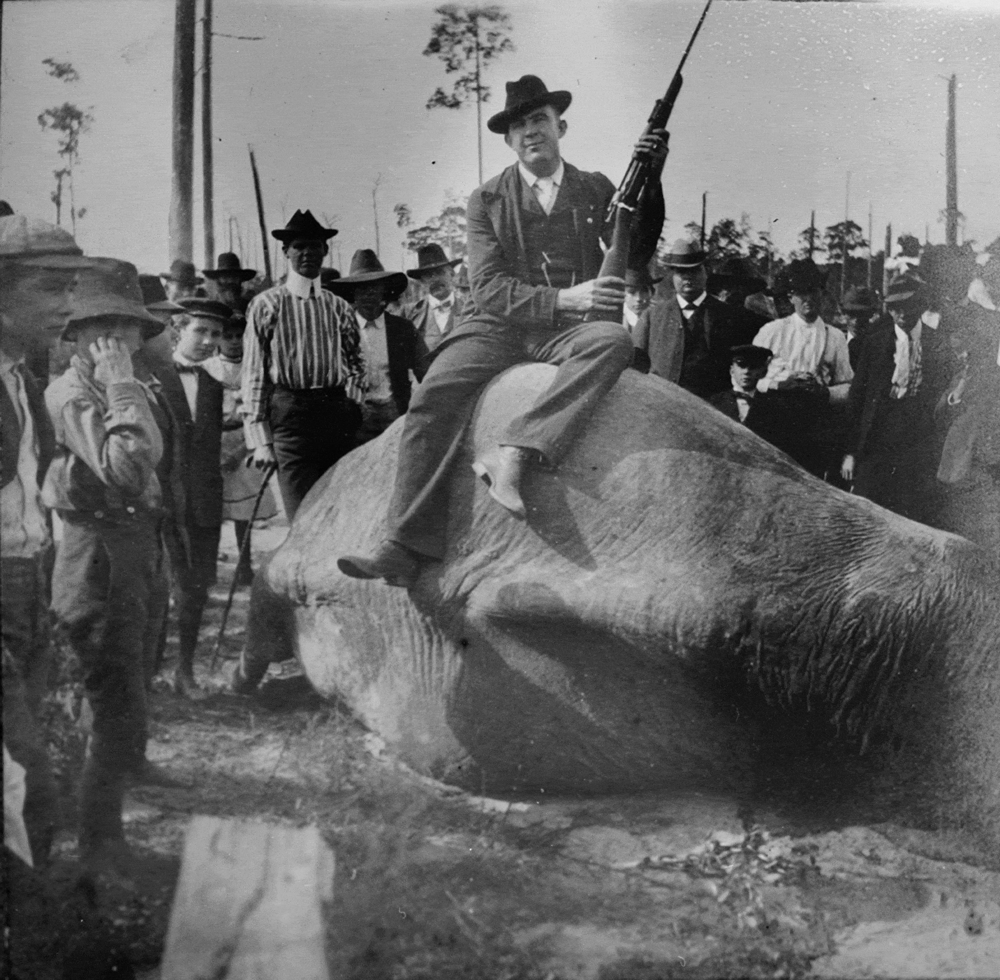 “Killing the Elephant”: Murderous Beasts and the Thrill of Retribution ...