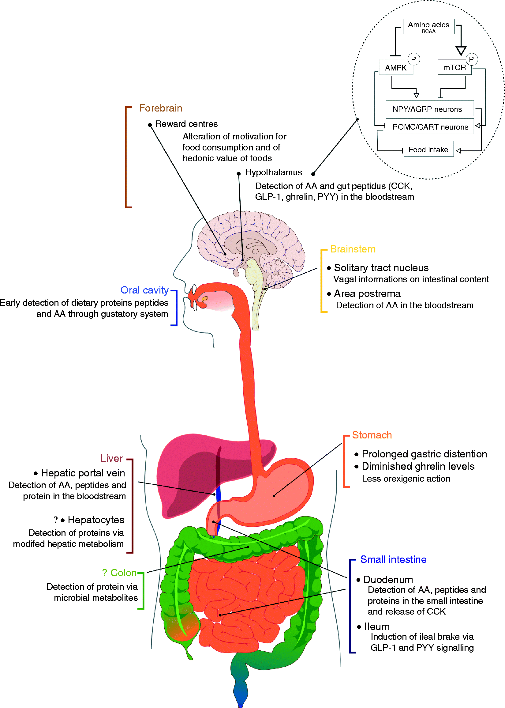 Peripheral and central mechanisms involved in the control of food ...