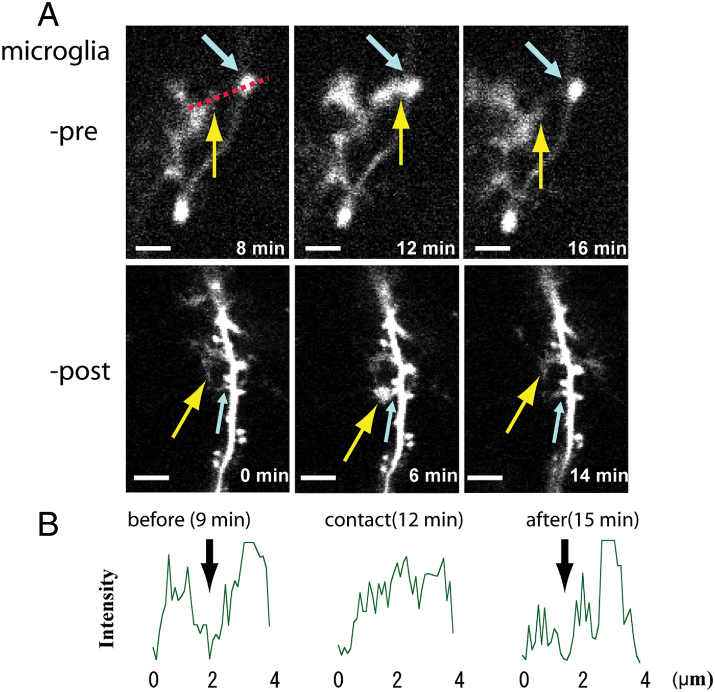 Functions of microglia in the central nervous system – beyond the ...