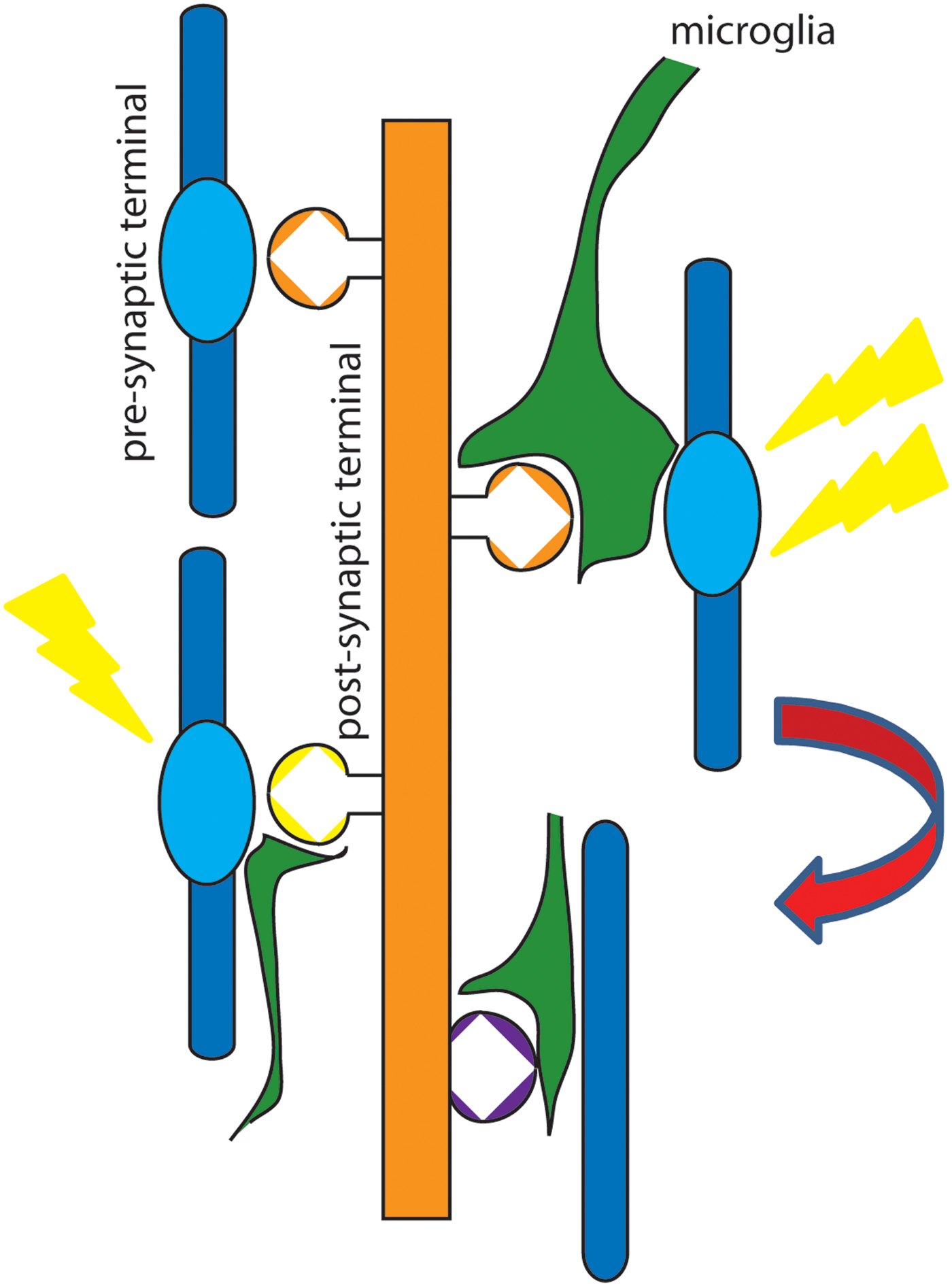 Functions of microglia in the central nervous system – beyond the ...