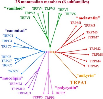 Transient Receptor Potential (TRP) Channels in the Brain: the Good and ...