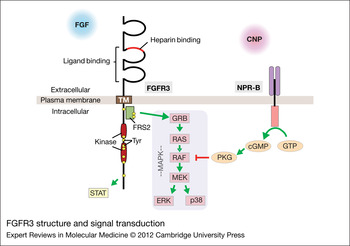 FGFR3 targeting strategies for achondroplasia | Expert Reviews in ...