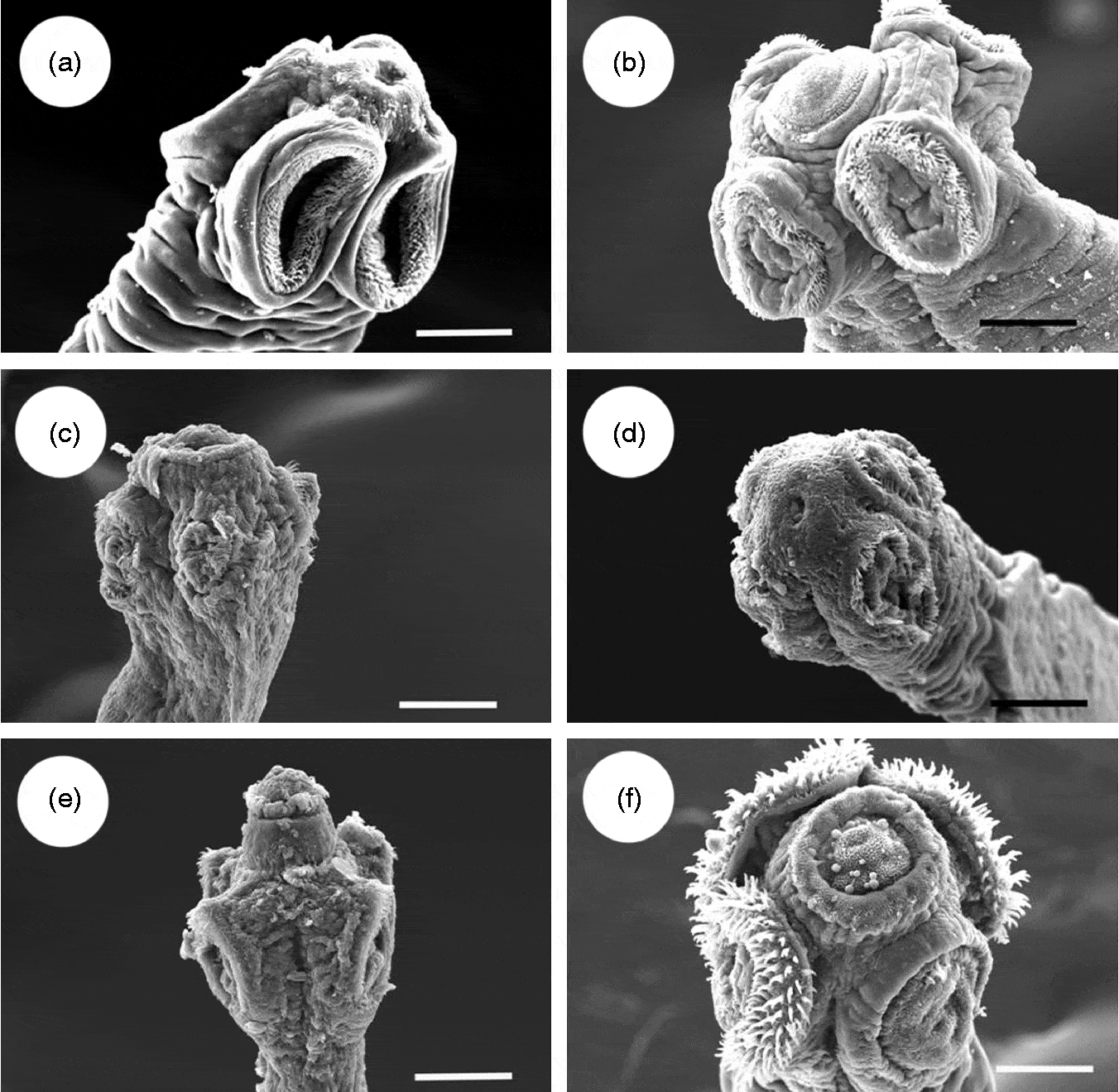 In vitro screening for cestocidal activity of three species of Cassia ...