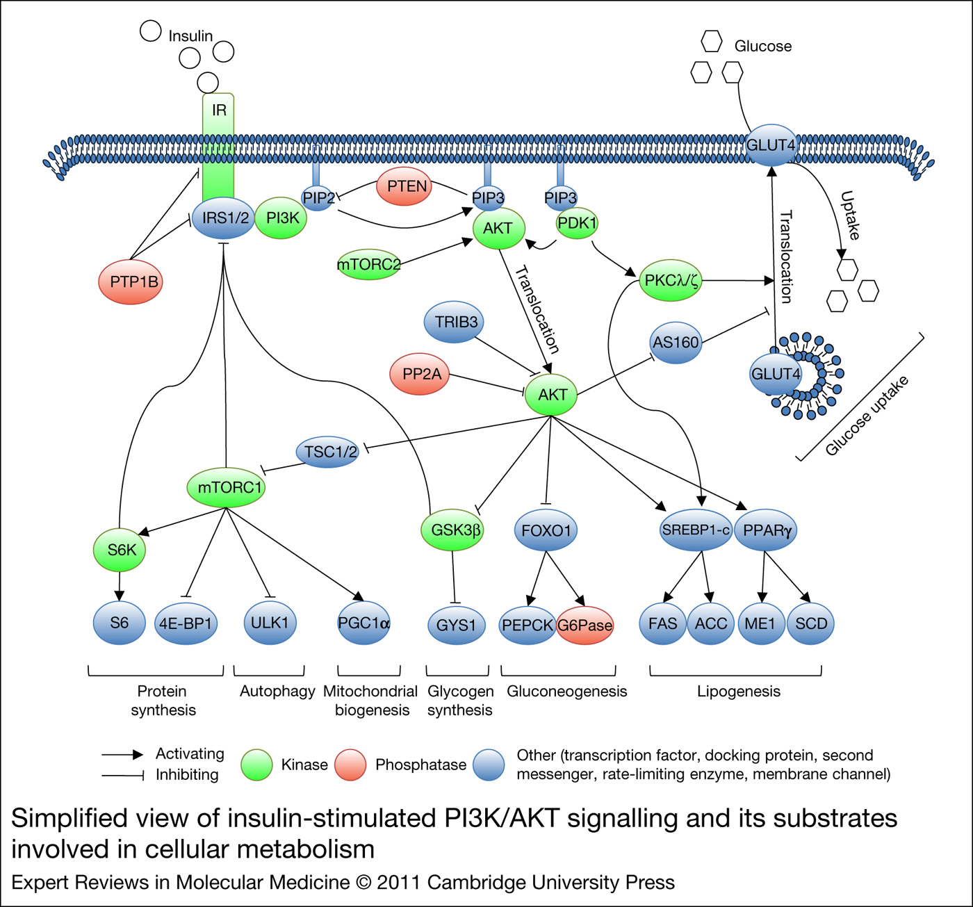 PI3K/AKT, MAPK and AMPK signalling: protein kinases in glucose ...