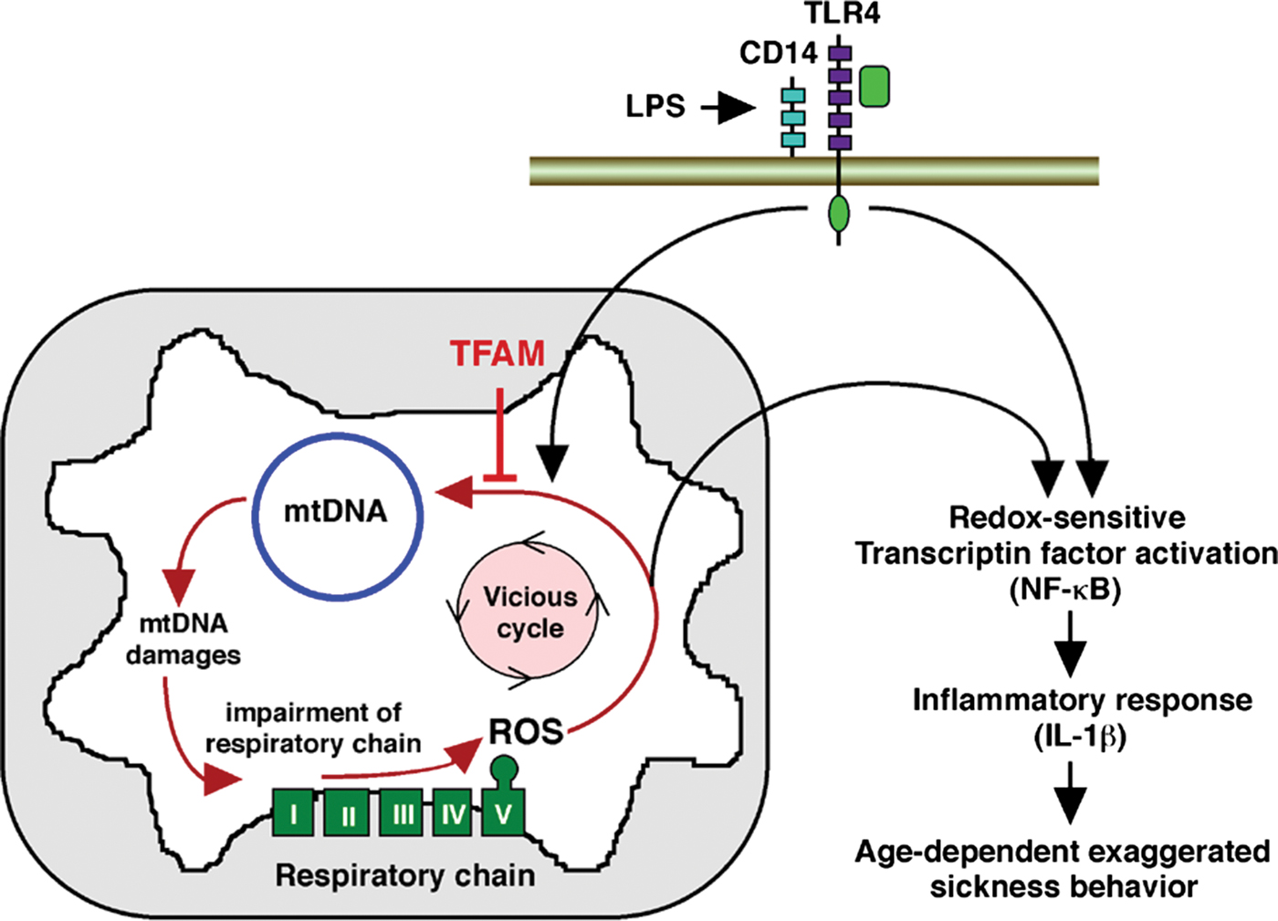 The role of microglial mtDNA damage in age-dependent prolonged LPS ...