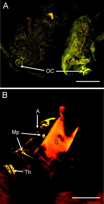 Morphology and pathology of the ectoparasitic copepod, Nicothoë astaci ...