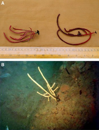 Octocoral diversity and distribution on the south-west Indian coast ...