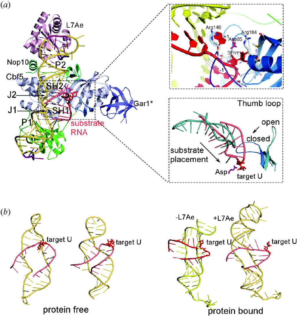 Structures of ribonucleoprotein particle modification enzymes ...