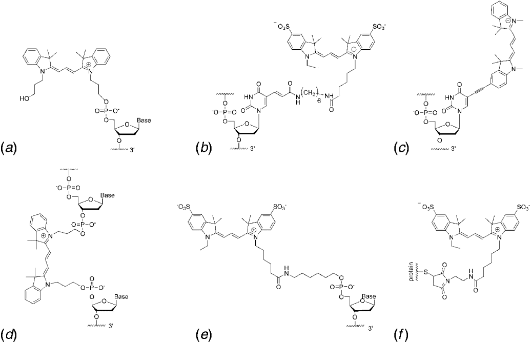 Cyanine dyes in biophysical research: the photophysics of polymethine ...