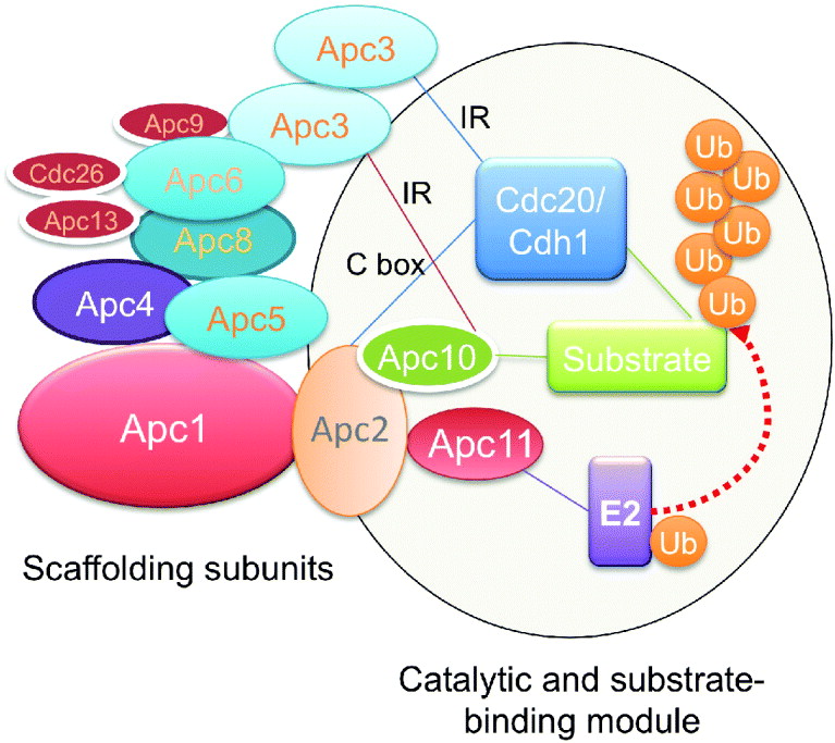 Structure, function and mechanism of the anaphase promoting complex ...