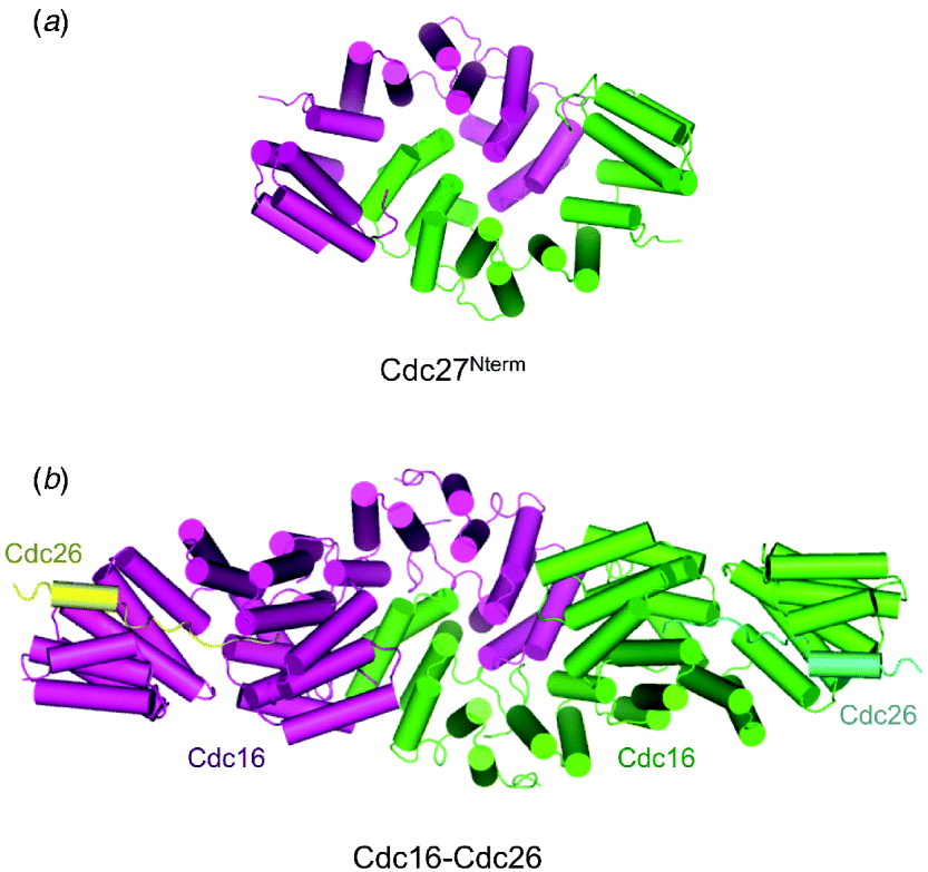 Structure, function and mechanism of the anaphase promoting complex ...