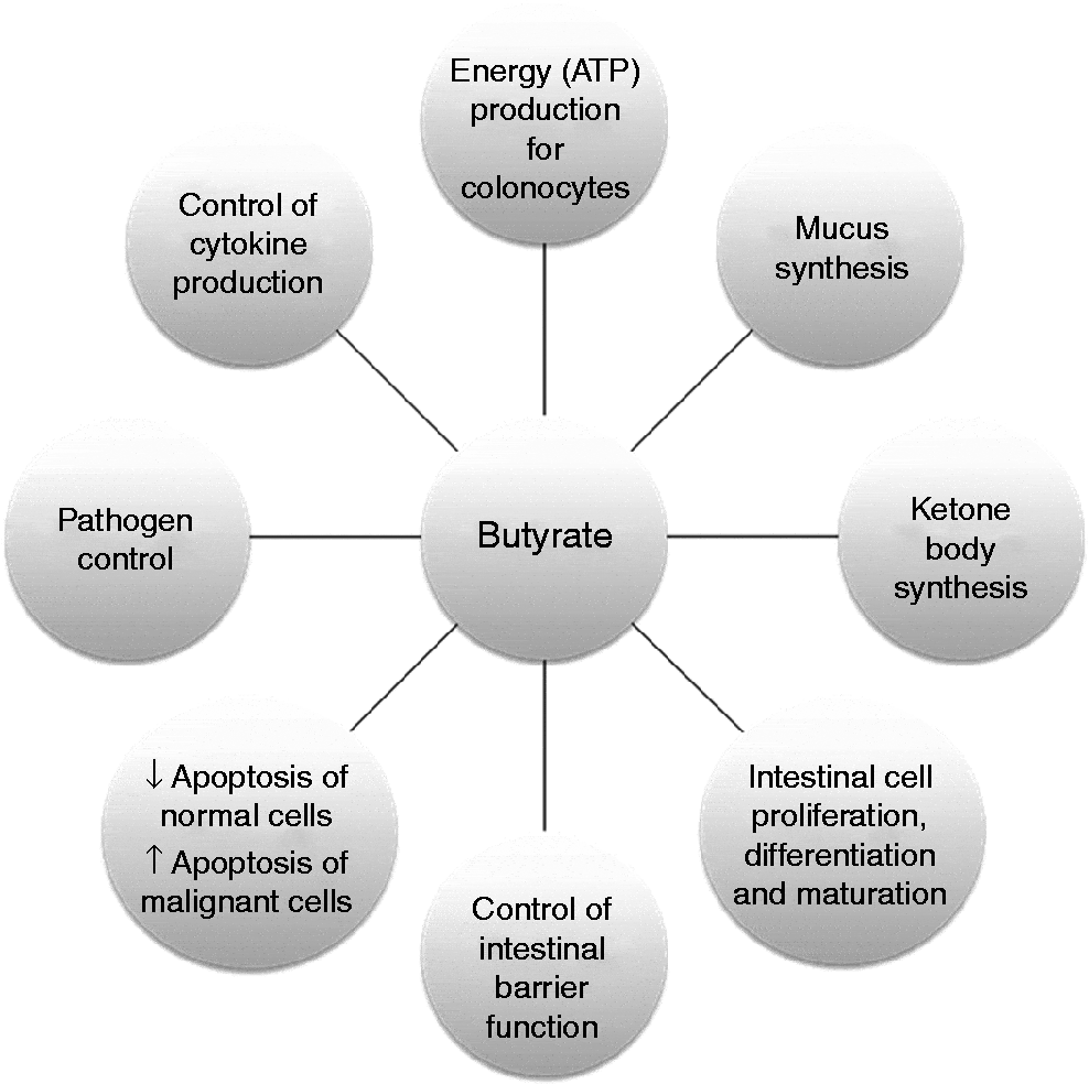 From the gut to the peripheral tissues: the multiple effects of ...