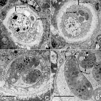 Besnoitia neotomofelis n. sp. (Protozoa: Apicomplexa) from the southern ...