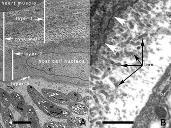 Besnoitia neotomofelis n. sp. (Protozoa: Apicomplexa) from the southern ...