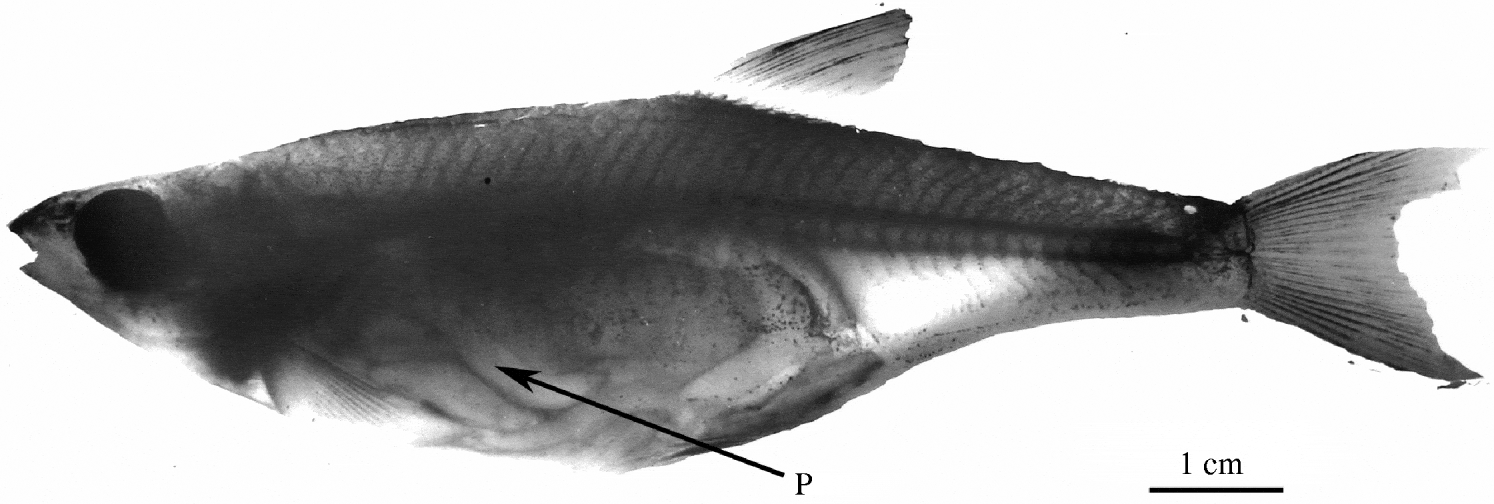 Ligula intestinalis (Cestoda: Pseudophyllidea): an ideal fish-metazoan ...