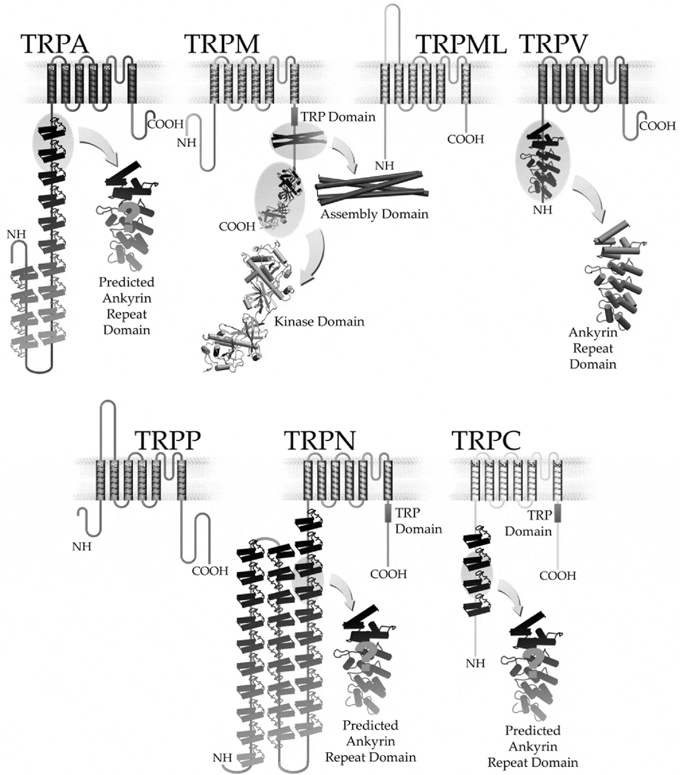Structure–functional intimacies of transient receptor potential ...
