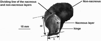 Population structure of the invasive bivalve Isognomon bicolor on rocky ...