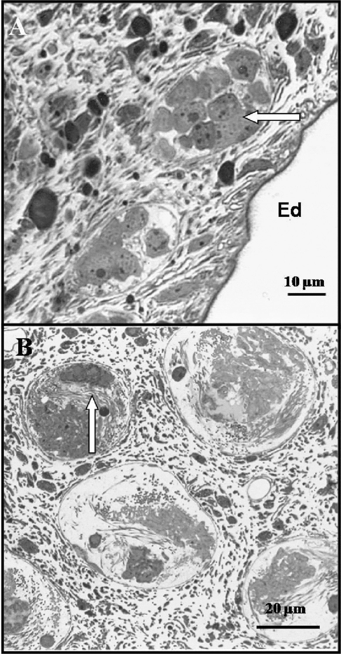 Taenia crassiceps: in vivo and in vitro models | Parasitology ...