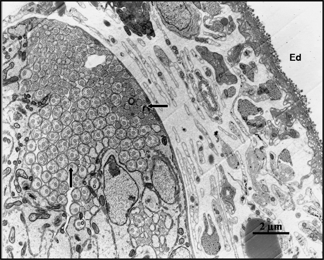 Taenia crassiceps: in vivo and in vitro models | Parasitology ...