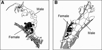 The effects of body size, ownership and sex-ratio on the precopulatory ...