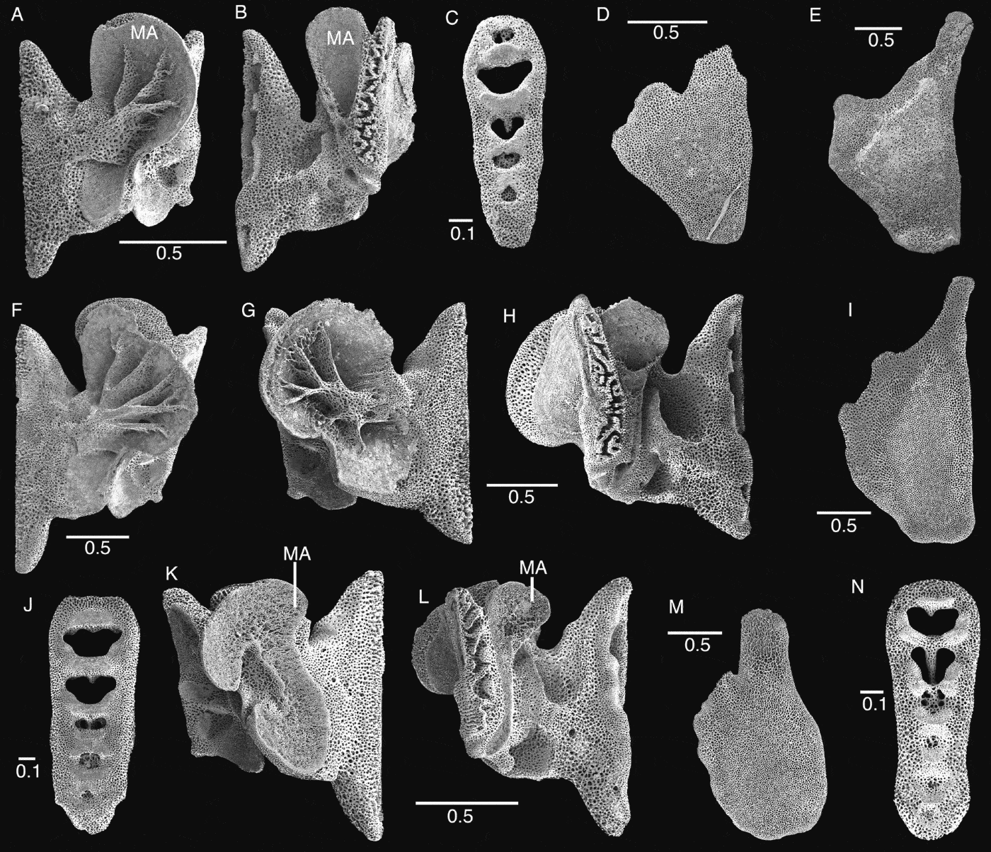 Morphological diagnosis of the two genetic lineages of Acrocnida ...