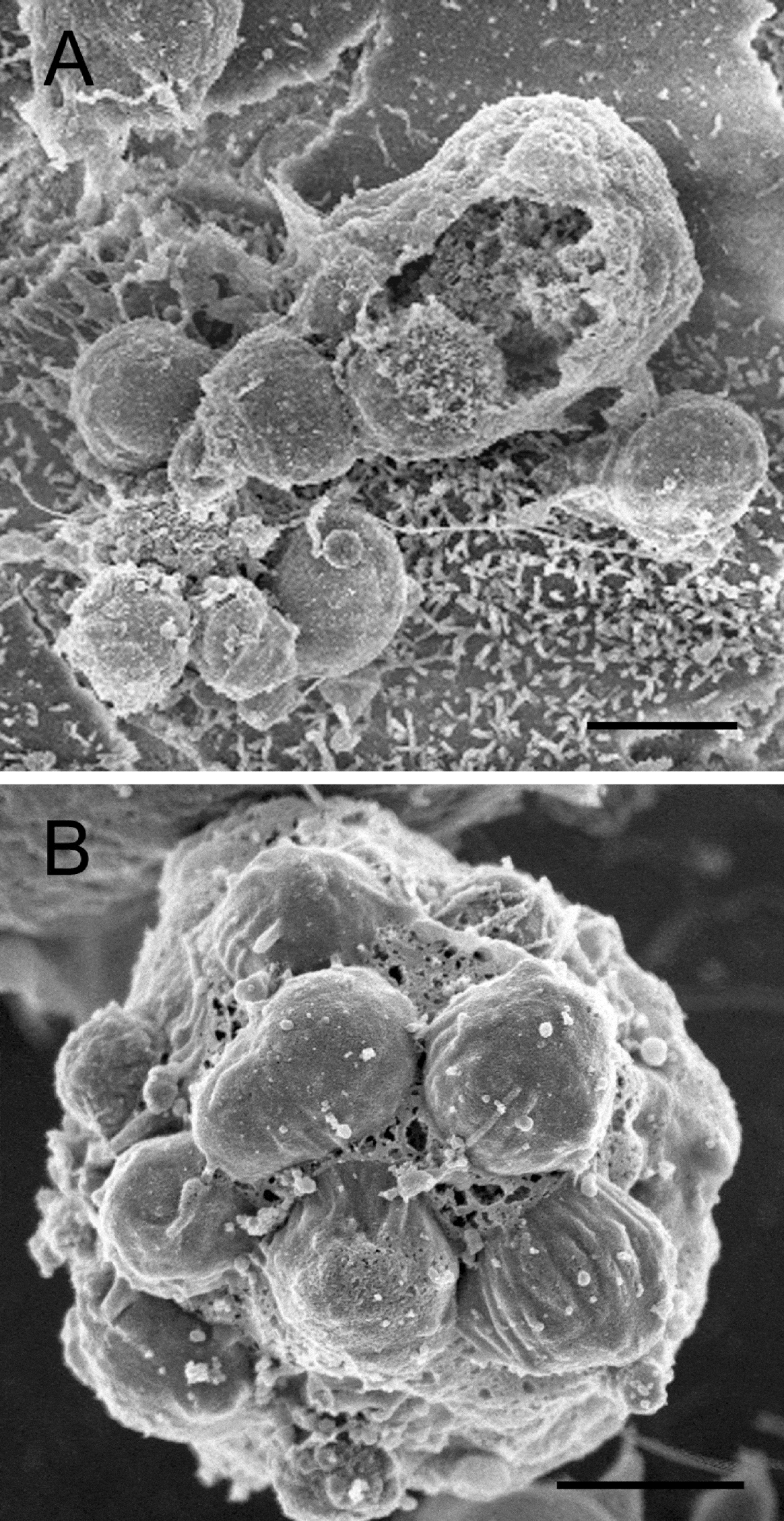 Morphological characterization of Cryptosporidium parvum life-cycle ...