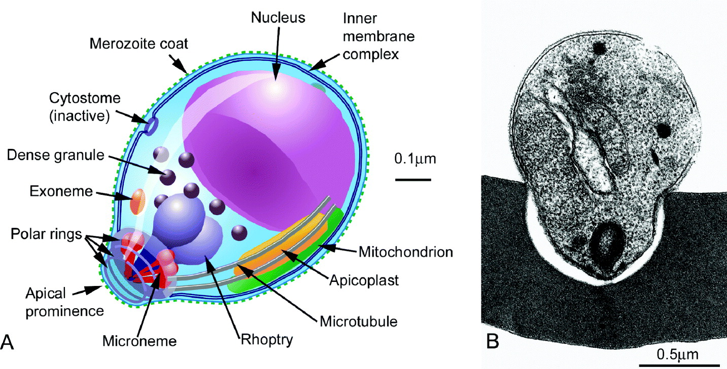 The malaria merozoite, forty years on | Parasitology | Cambridge Core