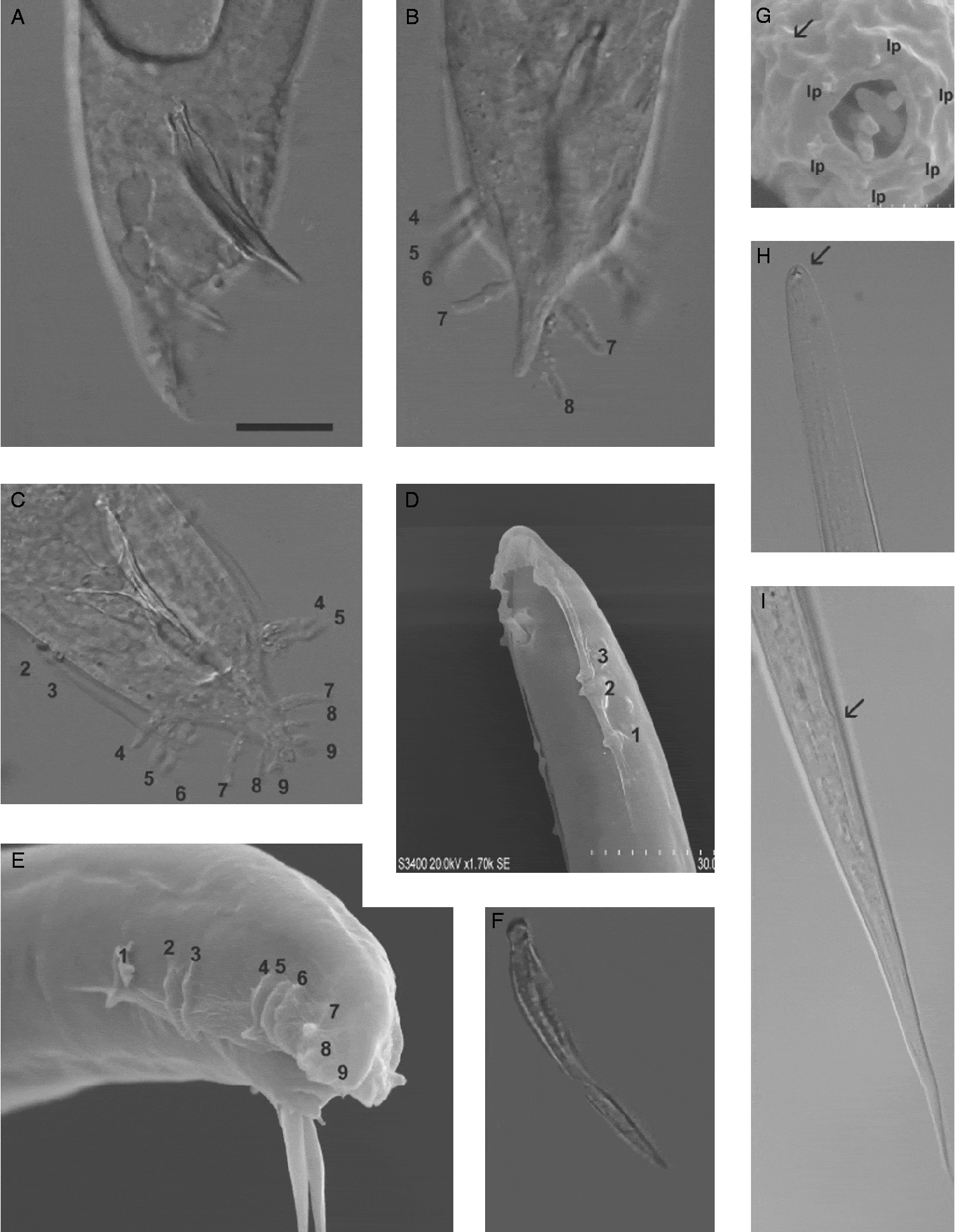 Heterorhabditis gerrardi n. sp. (Nematoda: Heterorhabditidae): the ...