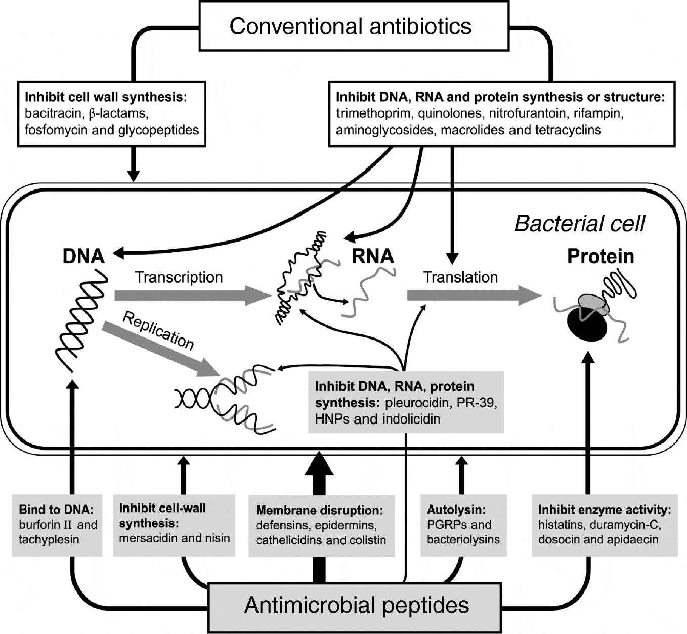 Antimicrobial peptides and bacteriocins: alternatives to traditional ...