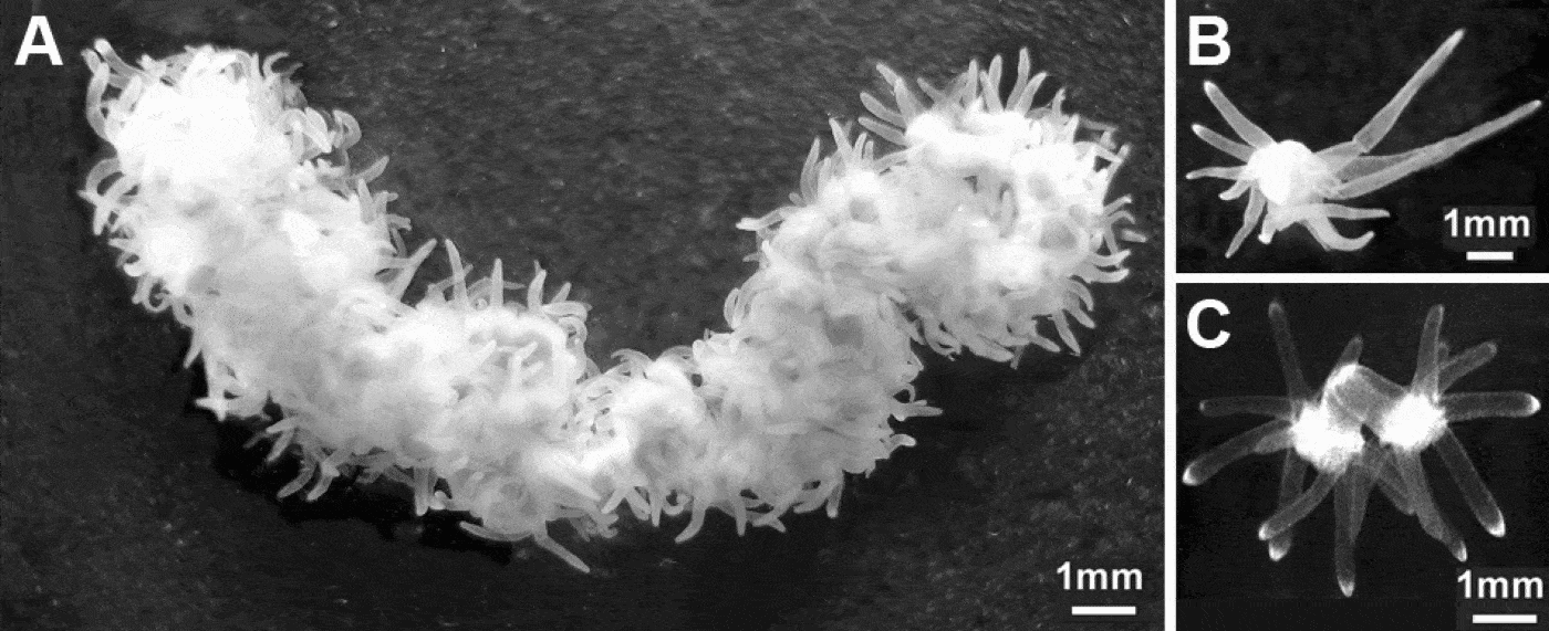 Cytomorphological peculiarities of Polypodium hydriforme (Cnidaria ...
