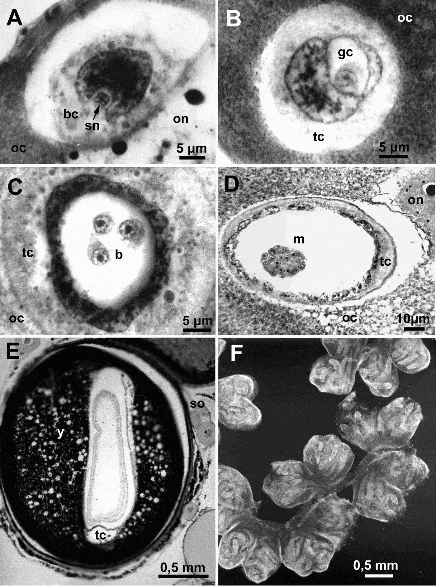 Cytomorphological peculiarities of Polypodium hydriforme (Cnidaria ...