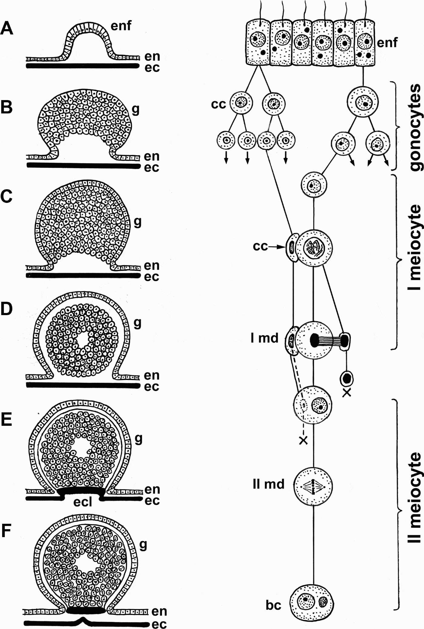 Cytomorphological peculiarities of Polypodium hydriforme (Cnidaria ...