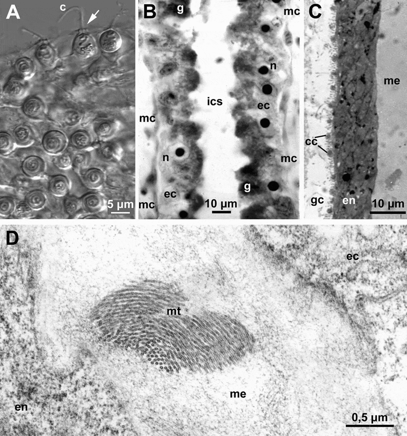 Cytomorphological peculiarities of Polypodium hydriforme (Cnidaria ...