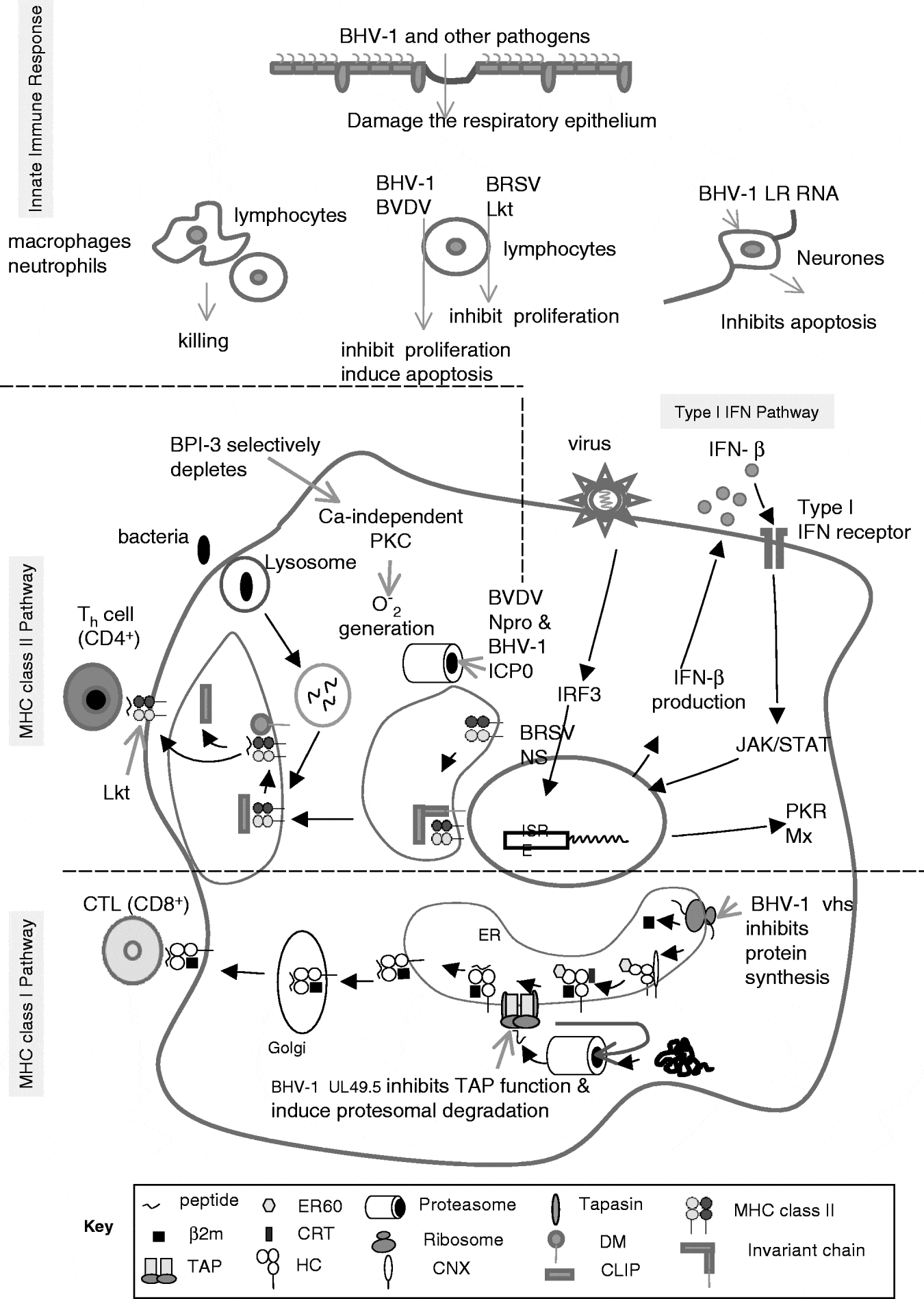 Immune evasion by pathogens of bovine respiratory disease complex ...