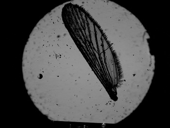 The enlightened microscope: re-enactment and analysis of projections ...