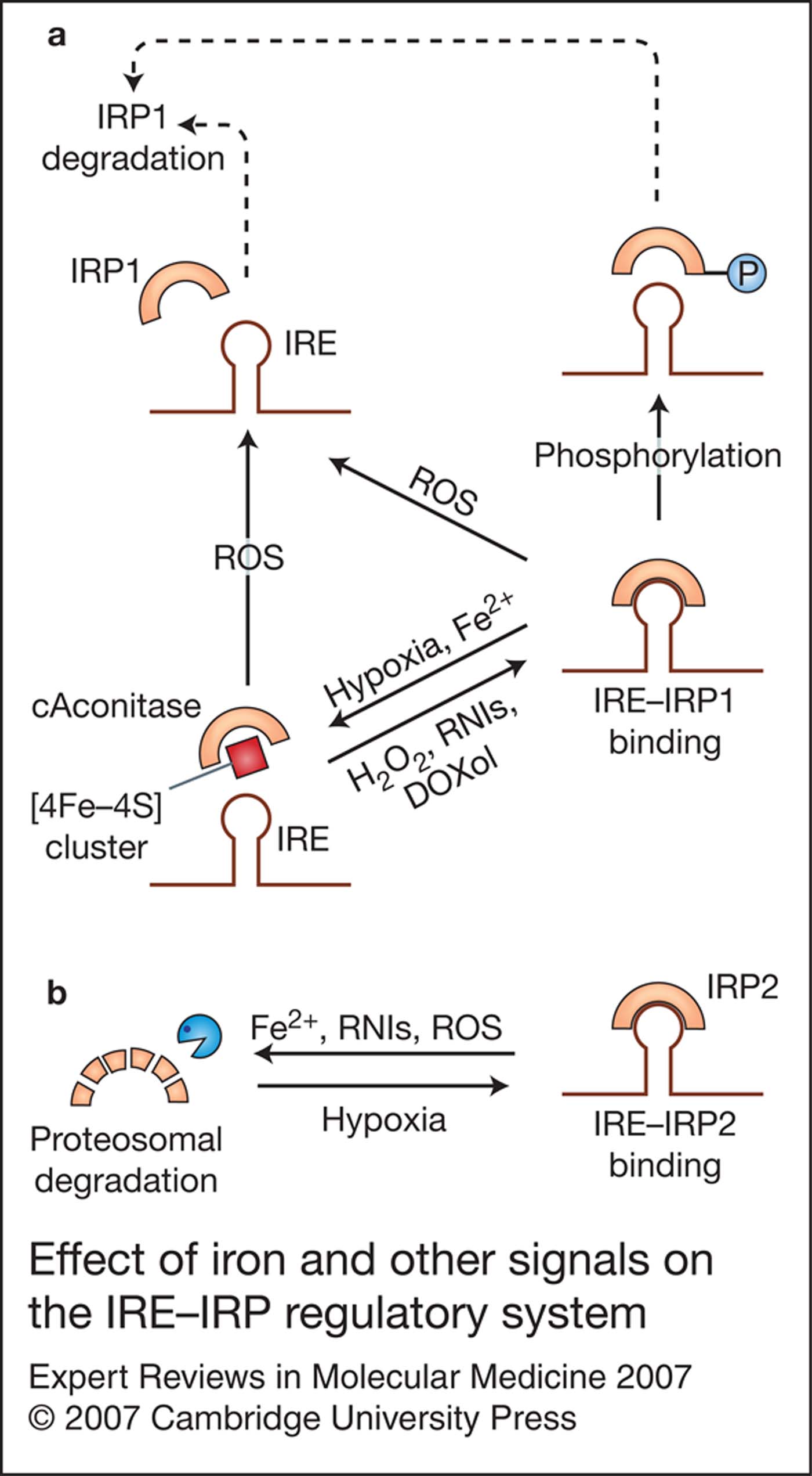 Iron-regulatory proteins: molecular biology and pathophysiological ...